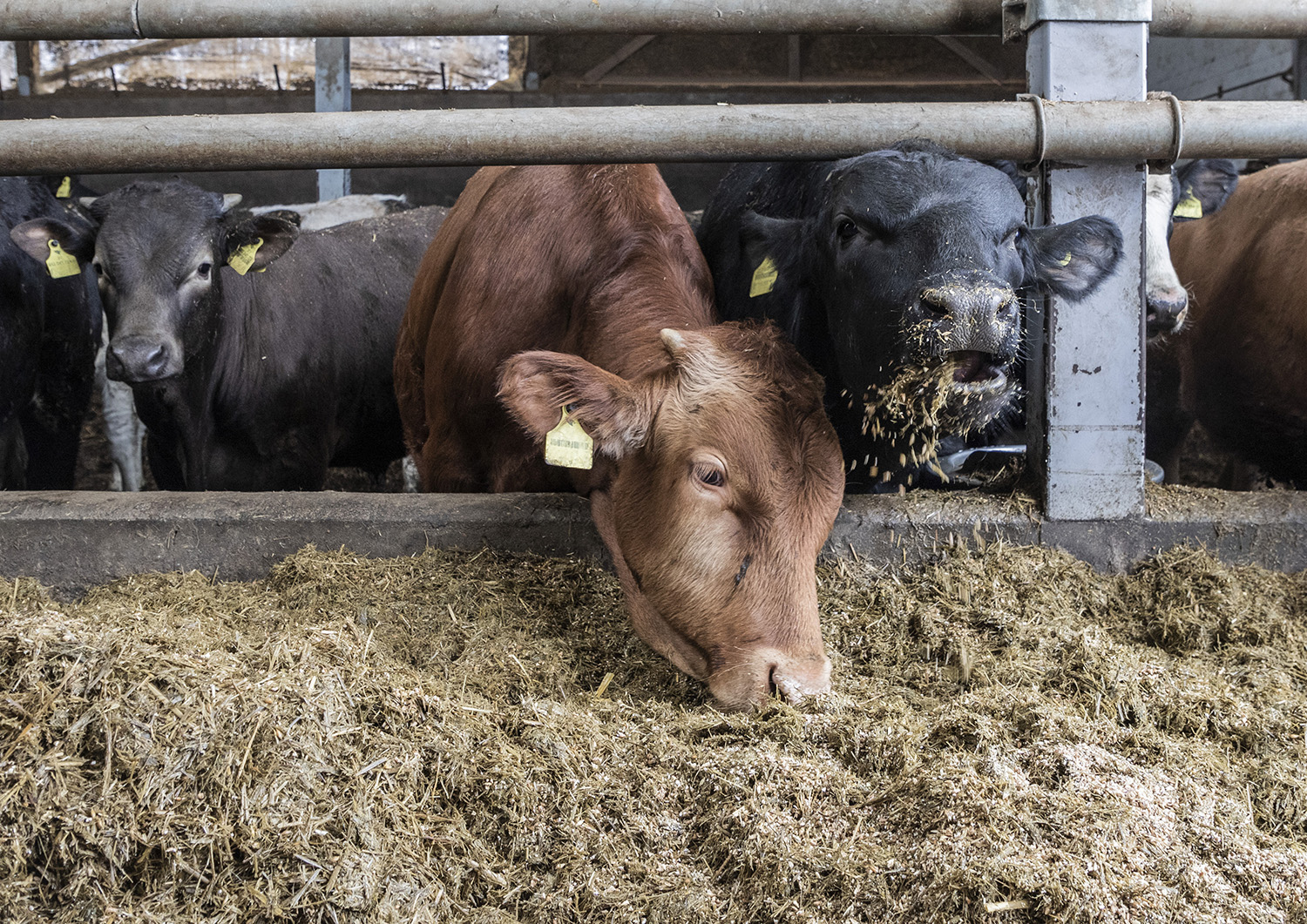 Yeast products in the feeding of ruminants – what is important for ...