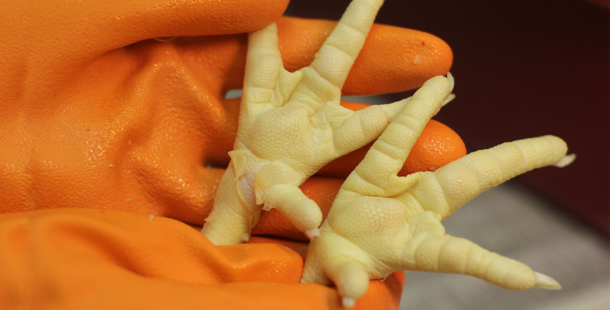 Solutions against foot pad dermatitis in broilers and turkeys - Hankkija