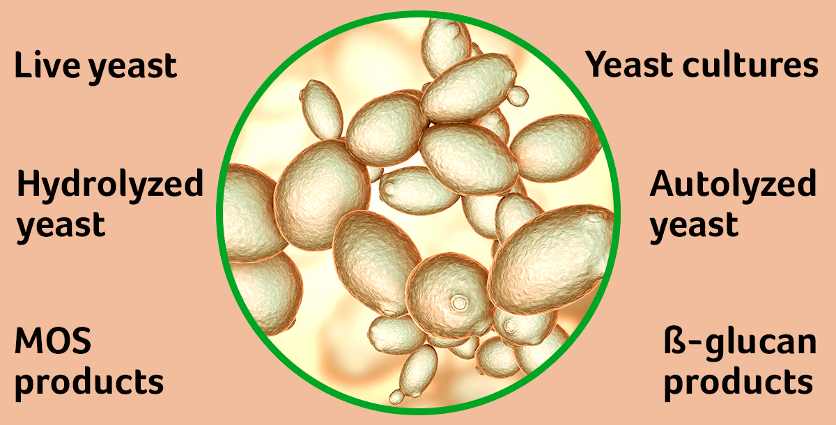 How to evaluate different yeast products? - Hankkija