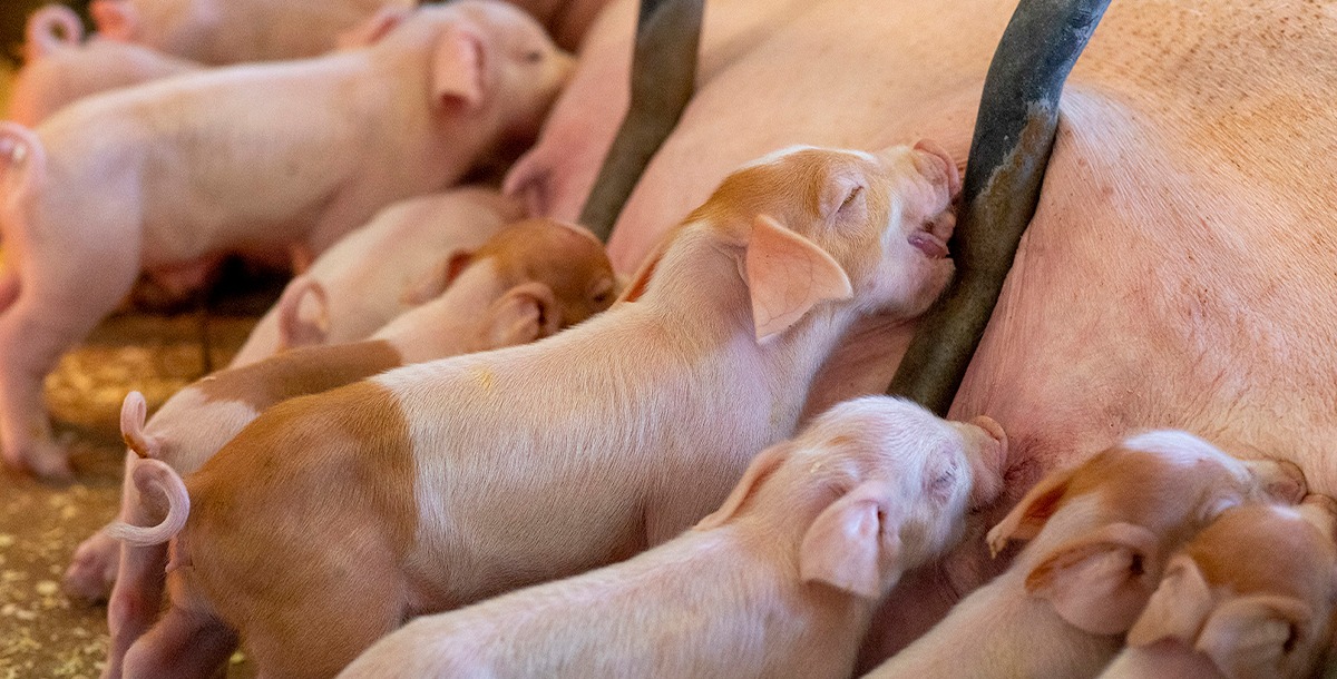 What factors affect sow colostrum production? - Hankkija