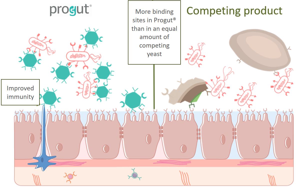 Yeast hydrolyzate Progut® – right compounds in the active form - Hankkija